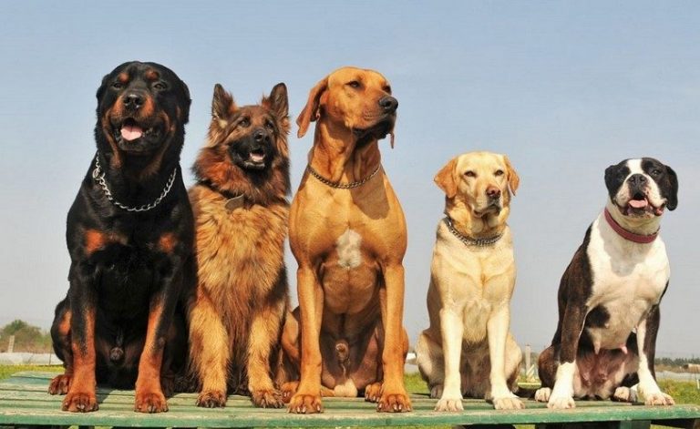 Olika hundraser - hedmoglantanskennel.se